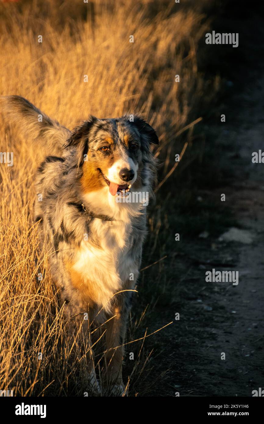 An adorable Australian Shepherd dog looking at the camera standing in ...