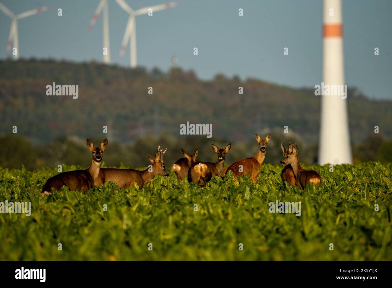 Deer in a field near the lignite-fired power plant, RWE Power AG Seurat ...