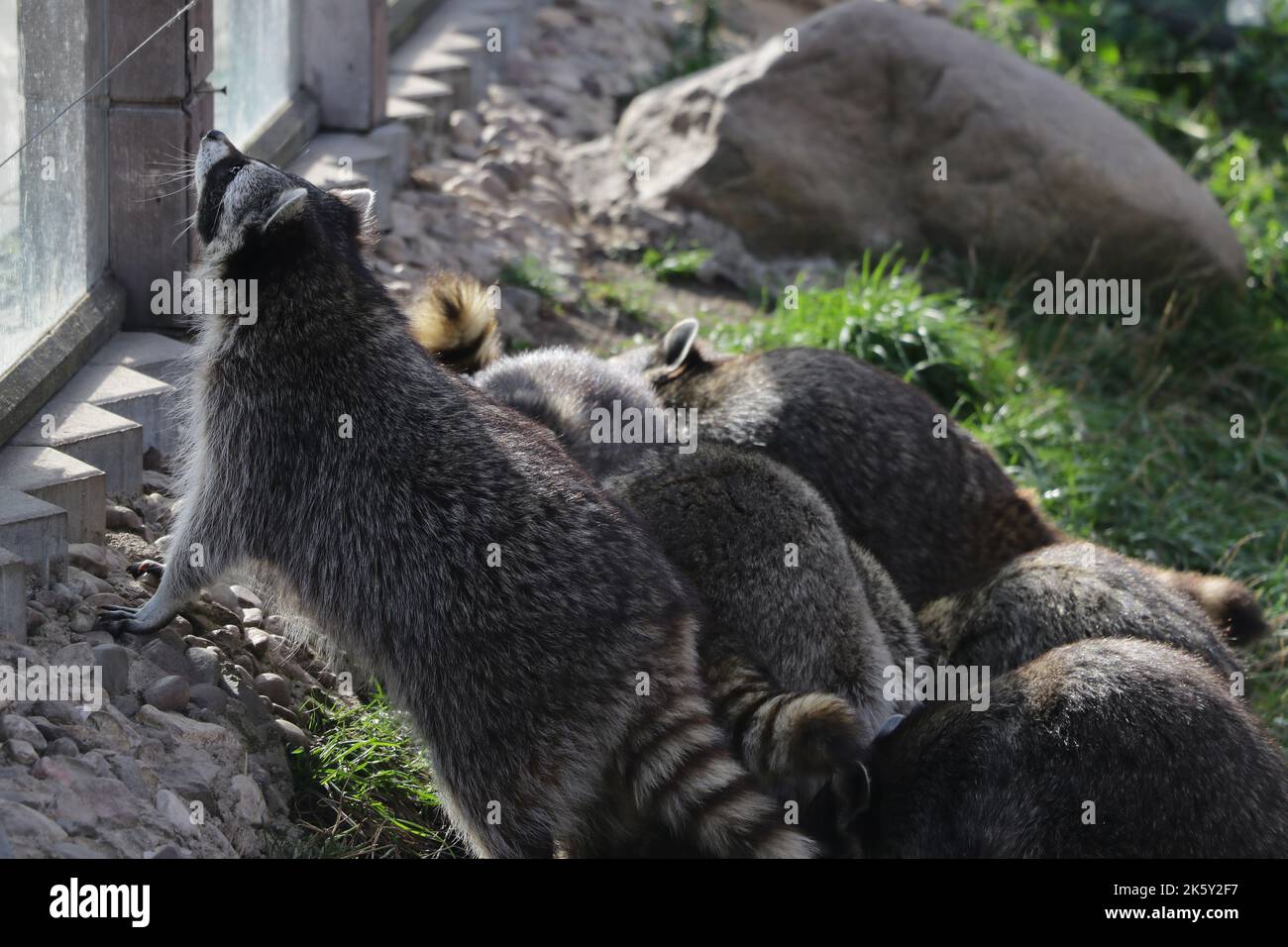Group of raccoons hi-res stock photography and images - Alamy