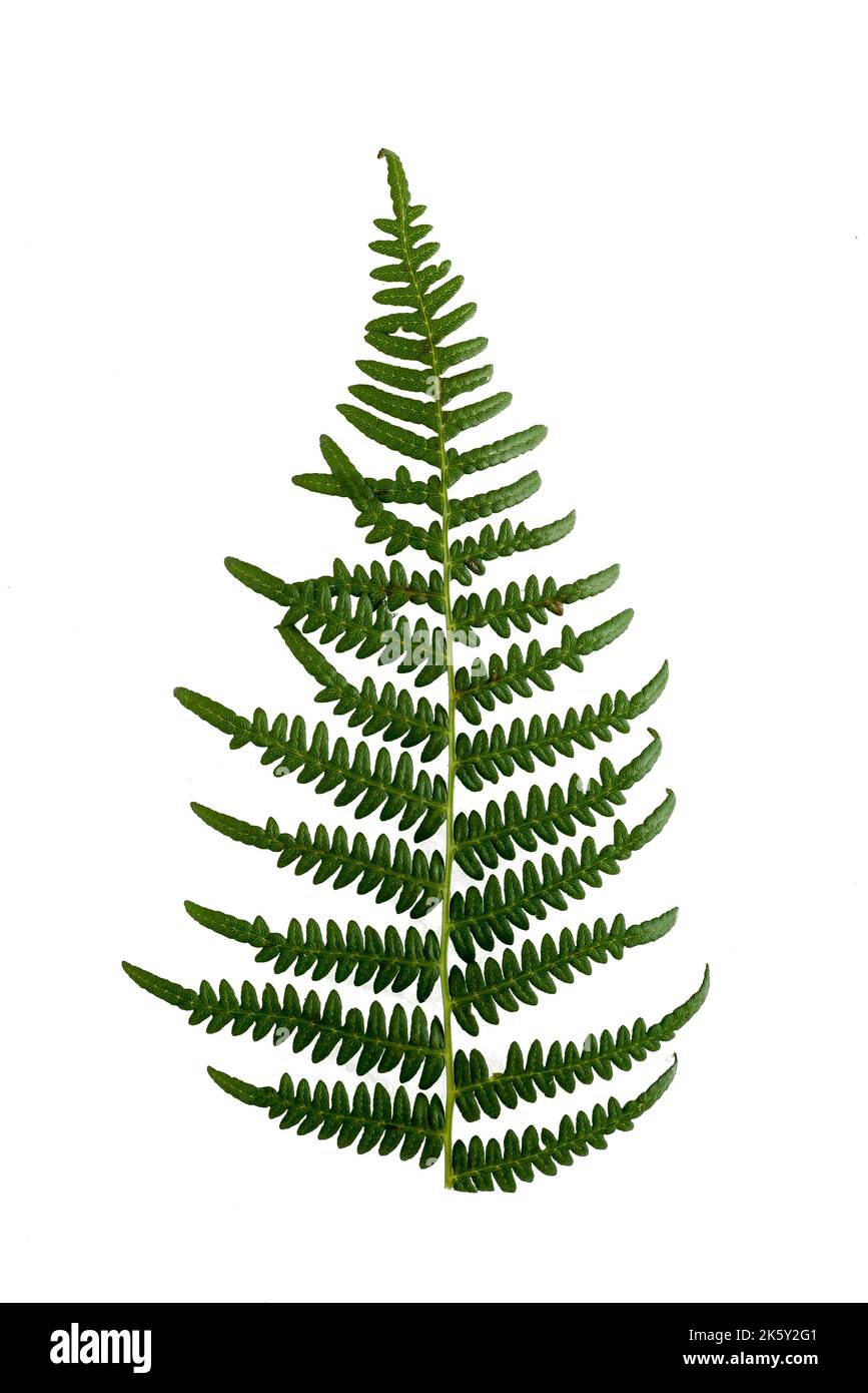 Isolated ornament of green fern leaves on a white background Stock ...