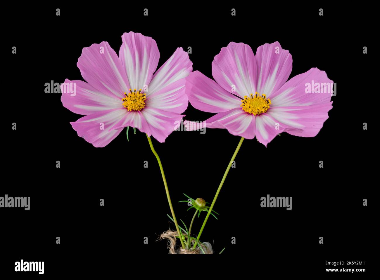 light pink Cosmos flowers isolated on background Stock Photo - Alamy