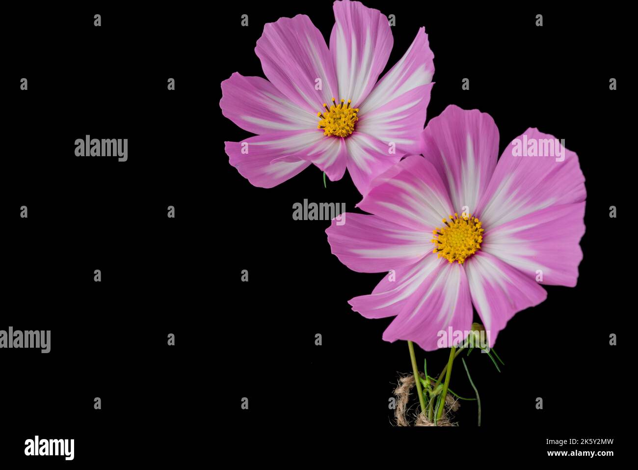 light pink Cosmos flowers isolated on background Stock Photo - Alamy