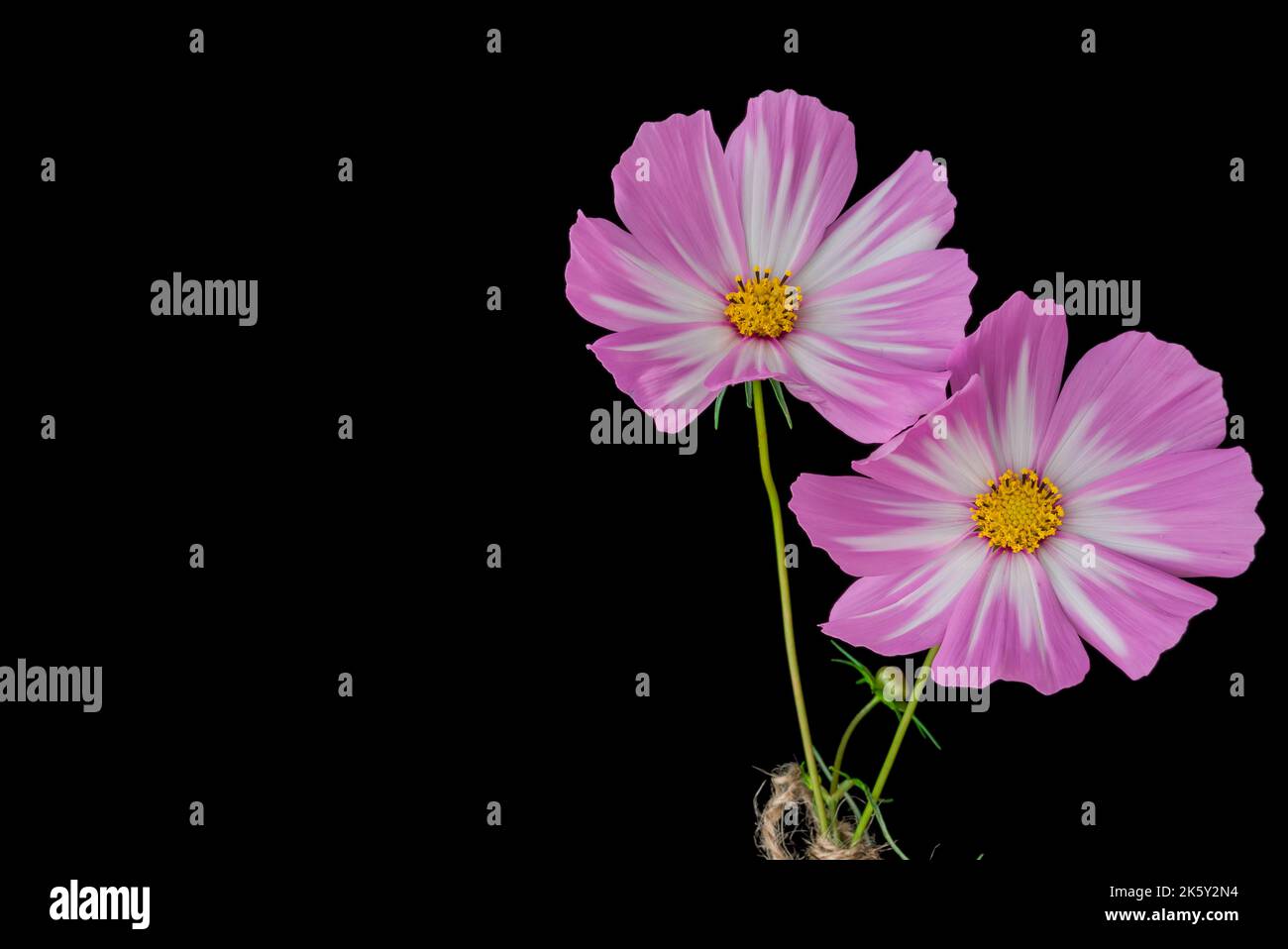 Beautiful cosmos flowers blooming hi-res stock photography and images - Alamy