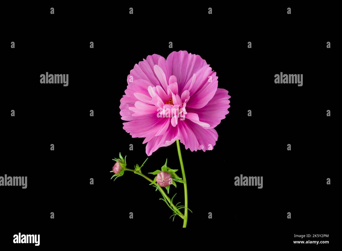 Beautiful cosmos flowers blooming hi-res stock photography and images ...