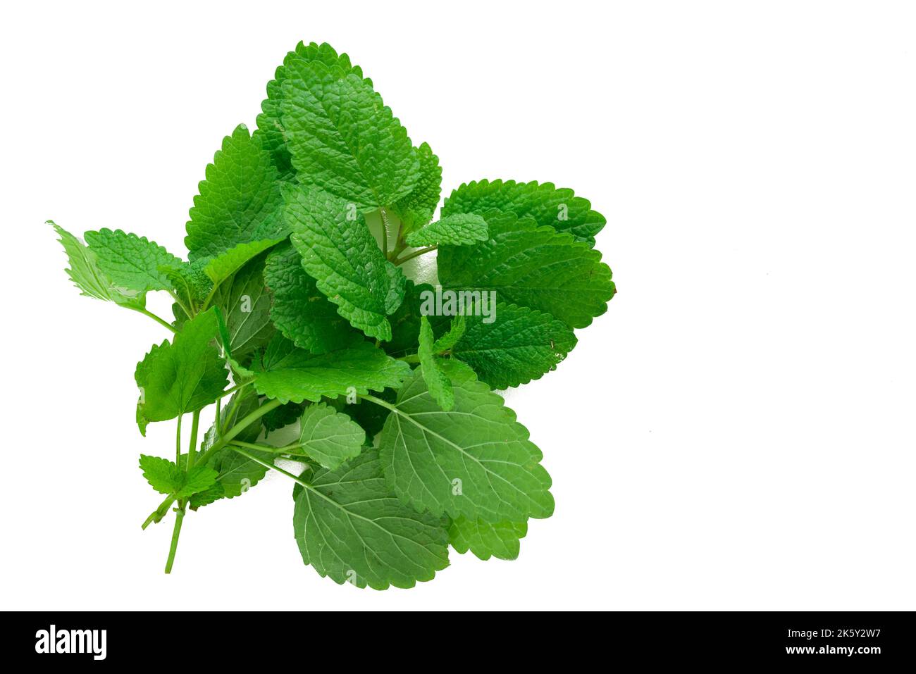 Lemon Balm (herb) tied in a bunch on white backgriound Stock Photo - Alamy