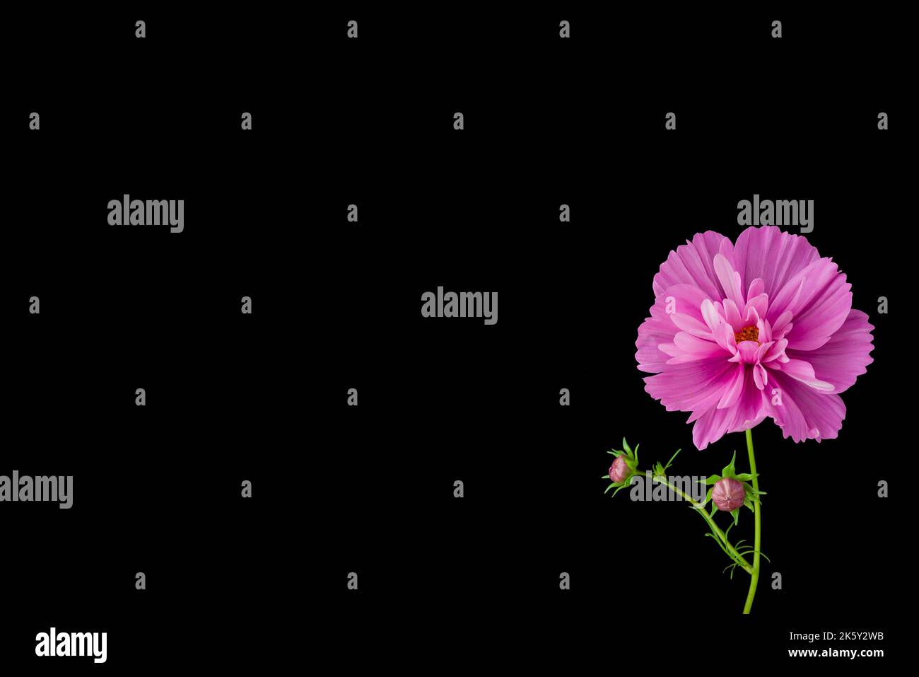 Up close photo of pink cosmos hi-res stock photography and images - Alamy