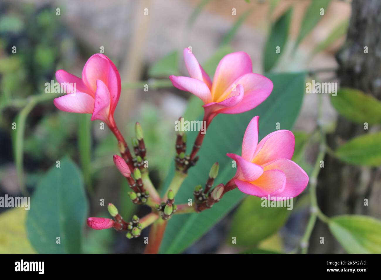 Red plumeria plumeria rubra hi-res stock photography and images - Alamy