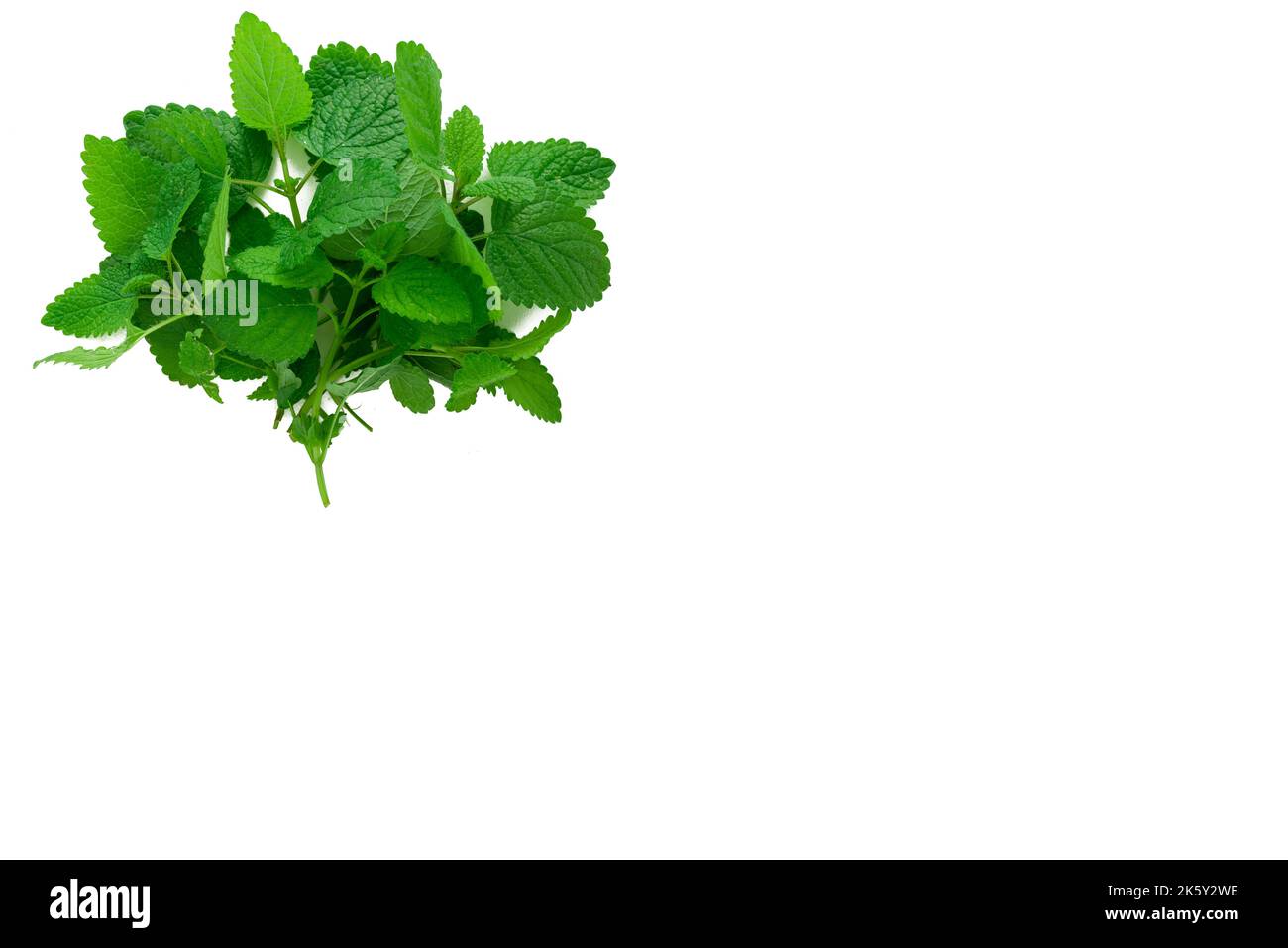 Lemon Balm (herb) tied in a bunch on white backgriound Stock Photo - Alamy