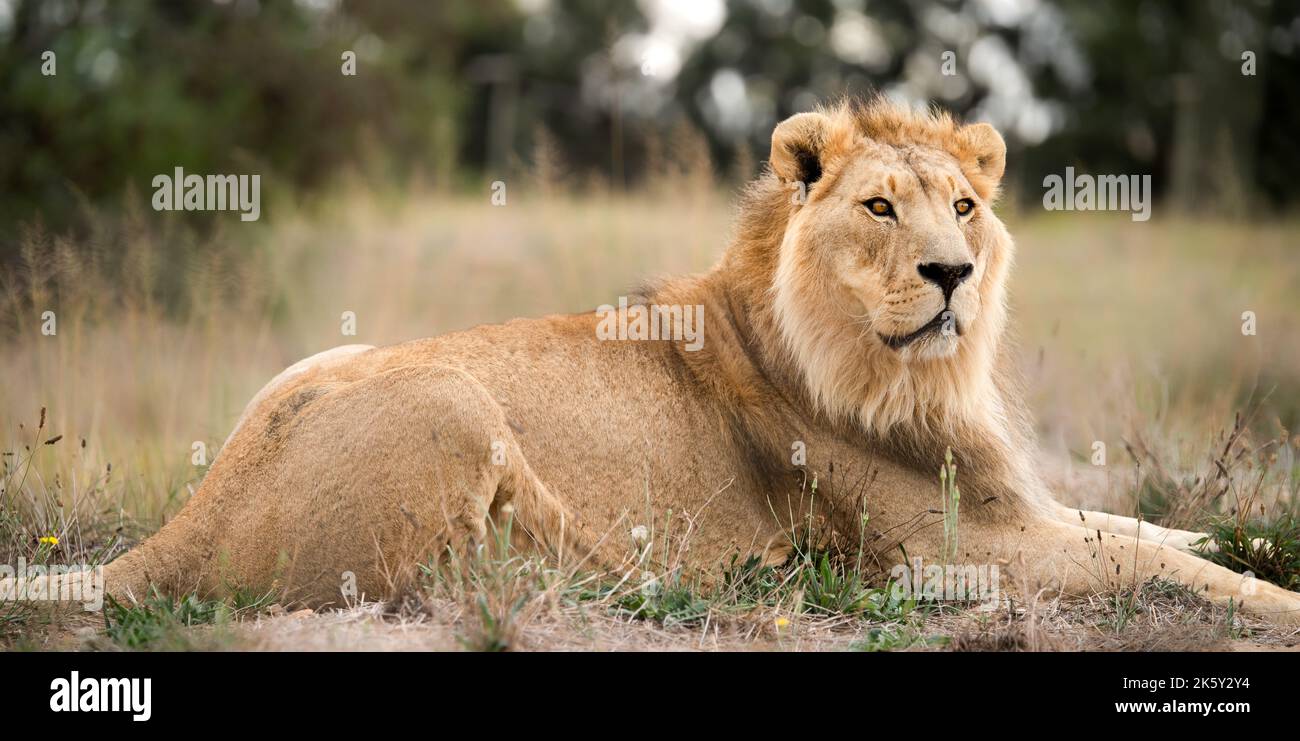 Lion - great wild cat native to Africa and India, this beautiful animal ...