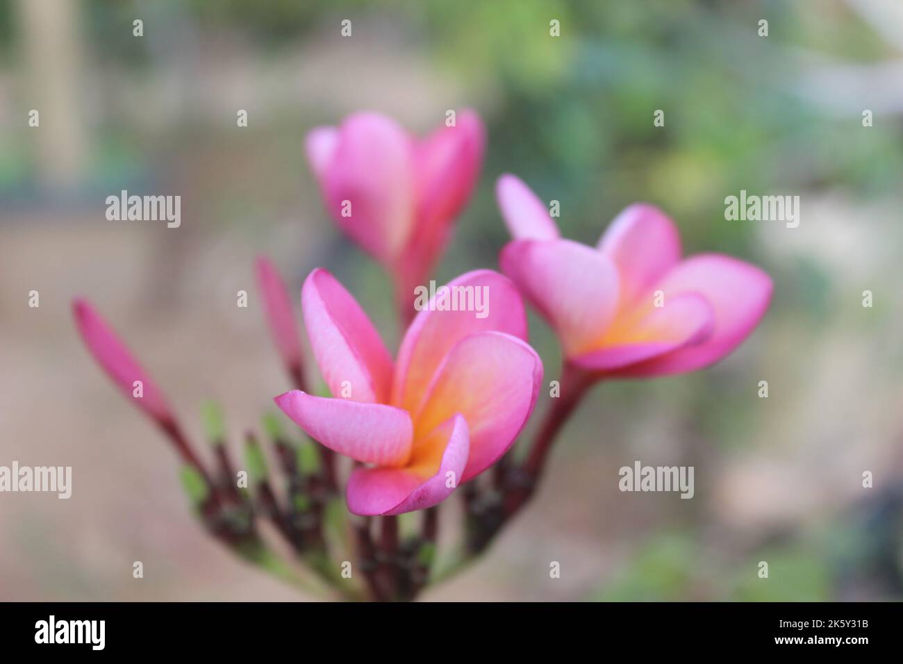 Red plumeria plumeria rubra hi-res stock photography and images - Alamy