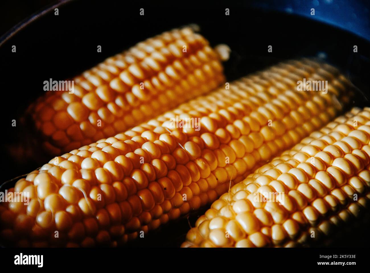 Orange juicy corn is boiled in water with salt. Corn in boiling water ...