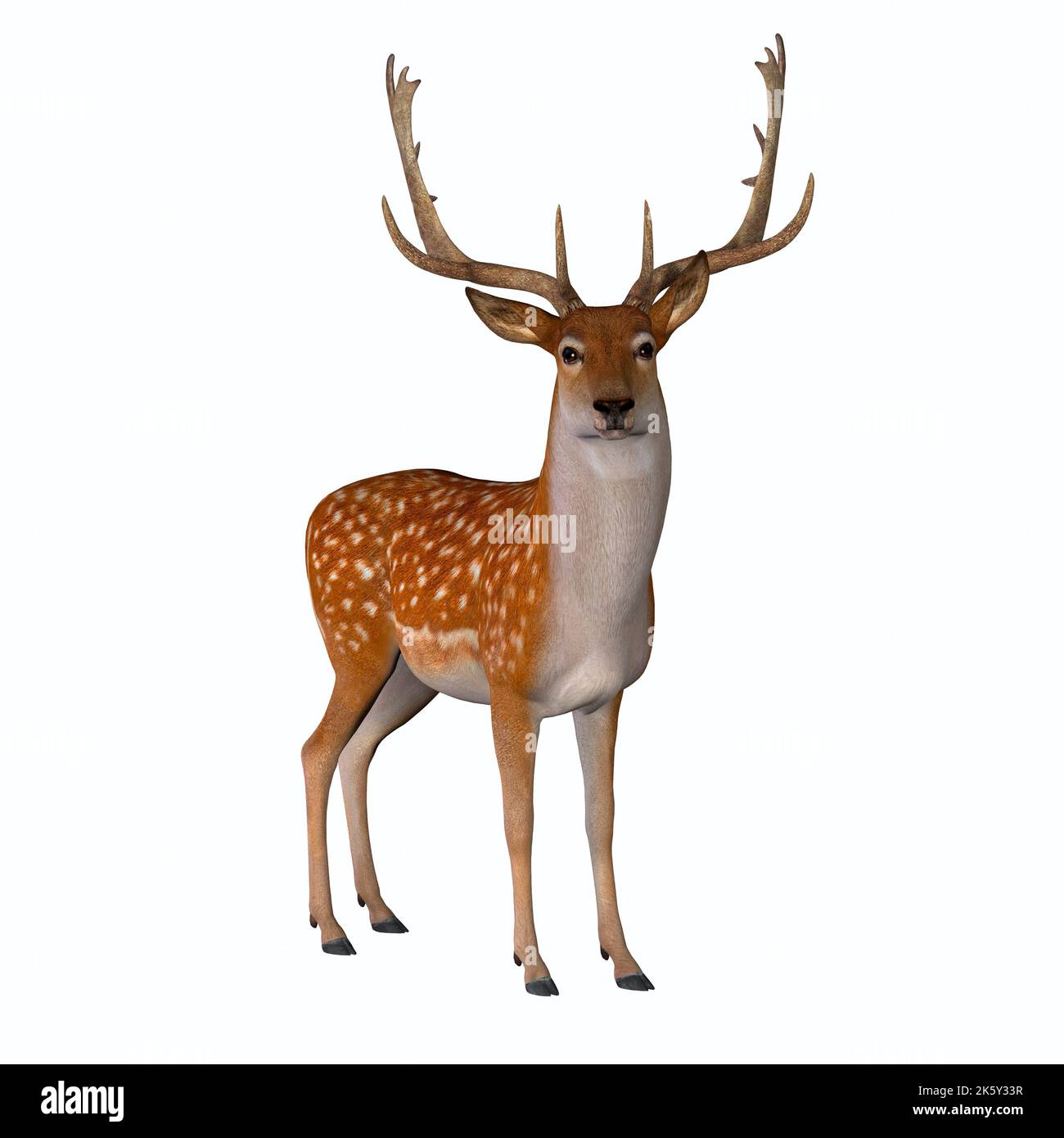 The Fallow deer can be traced back to Pleistocene Period and the ...