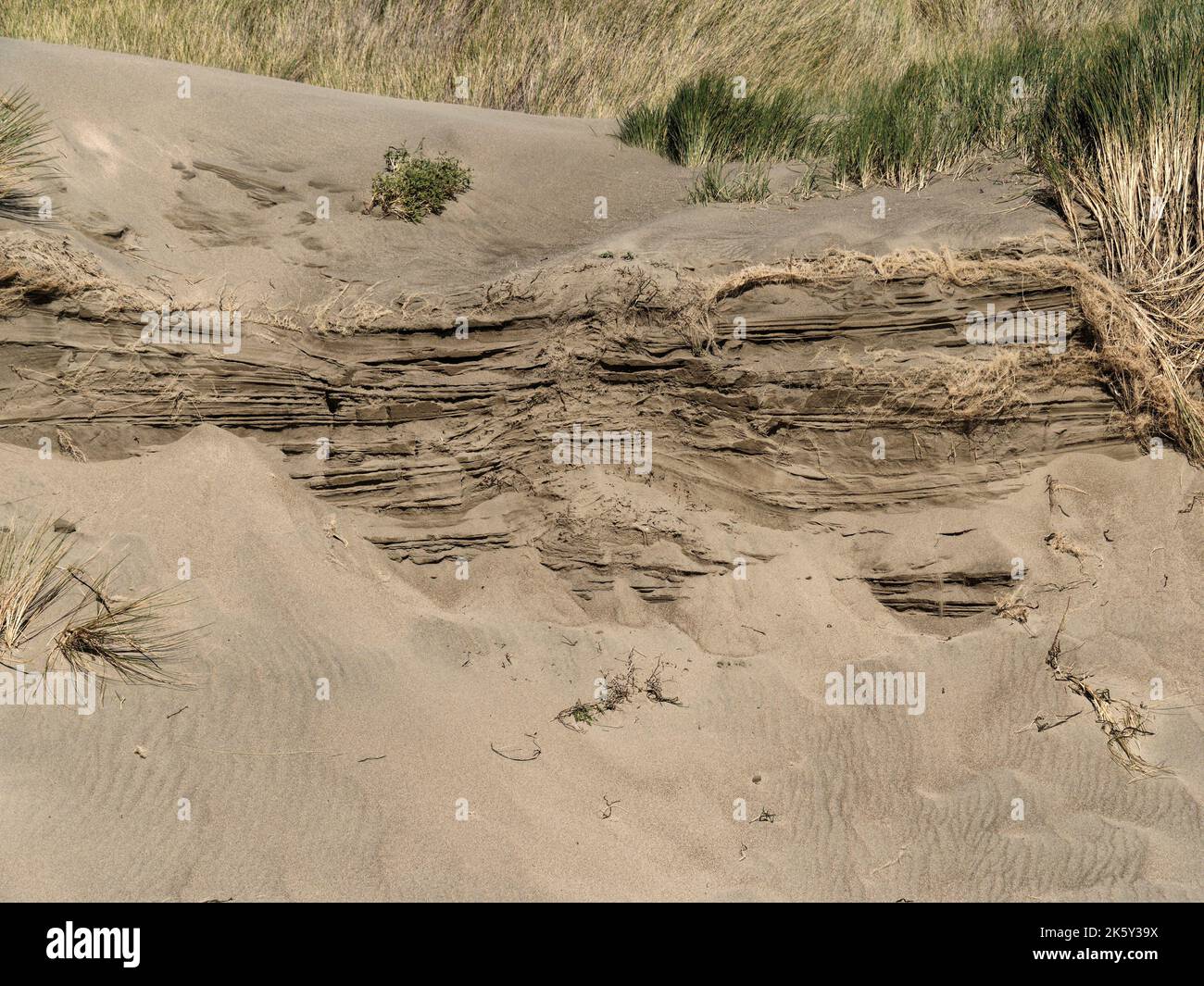 Beach sand dunes california hi-res stock photography and images - Alamy