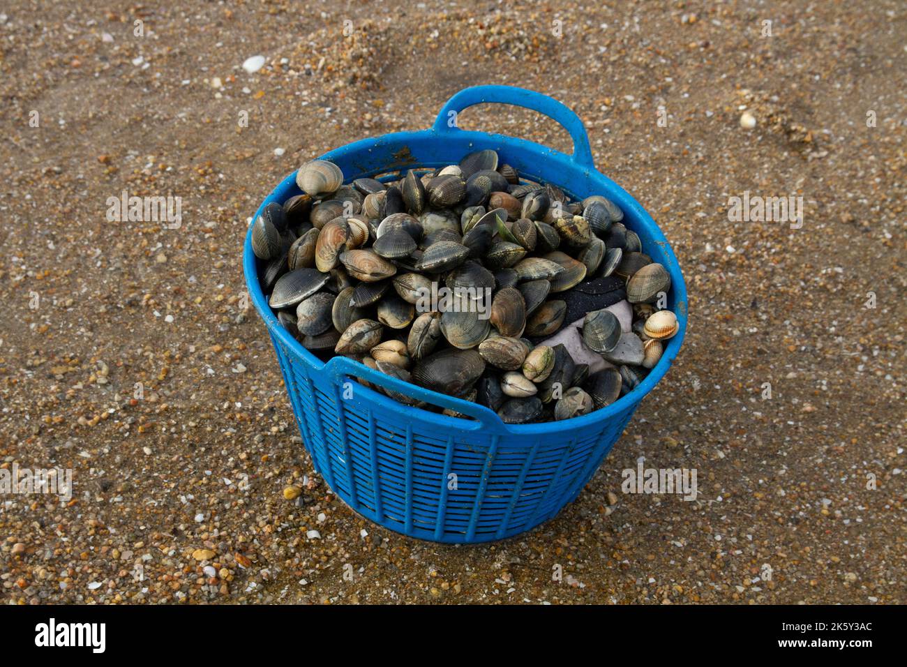 Clam basket hi-res stock photography and images - Alamy