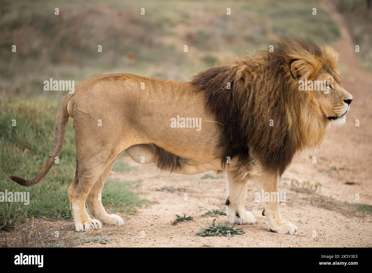 Lion - great wild cat native to Africa and India, this beautiful animal ...