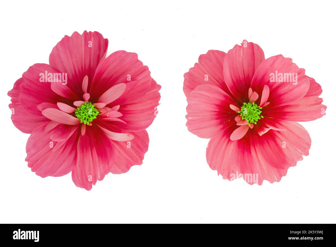 light pink Cosmos flowers isolated on background Stock Photo - Alamy