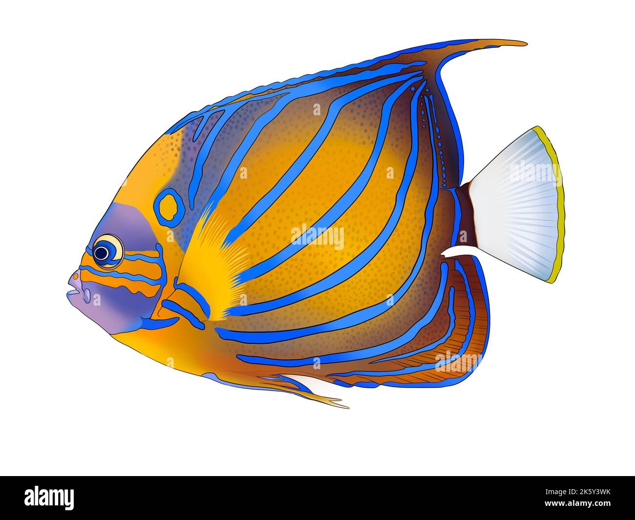 Angel fish cartoon hi-res stock photography and images - Alamy