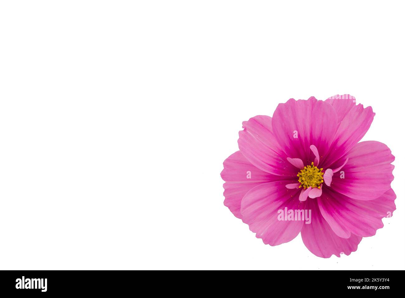 light pink Cosmos flowers isolated on background Stock Photo - Alamy