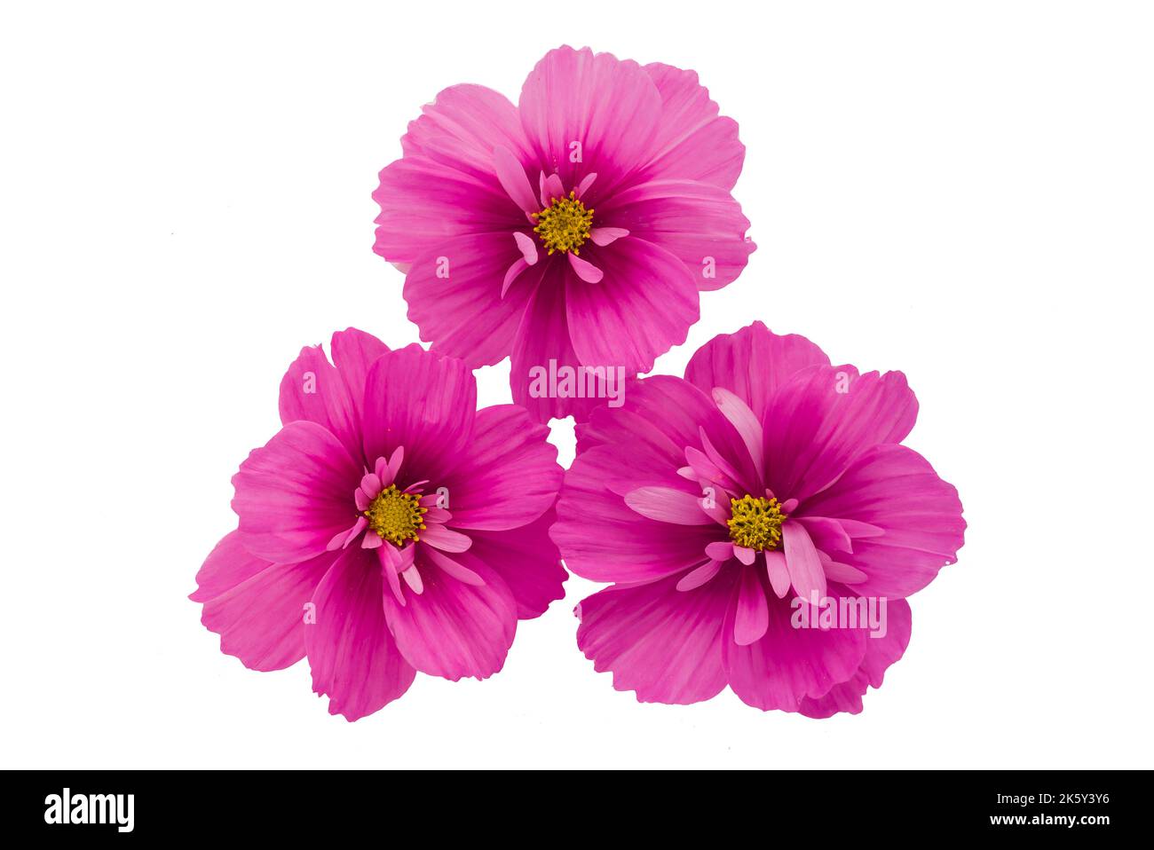 light pink Cosmos flowers isolated on background Stock Photo - Alamy