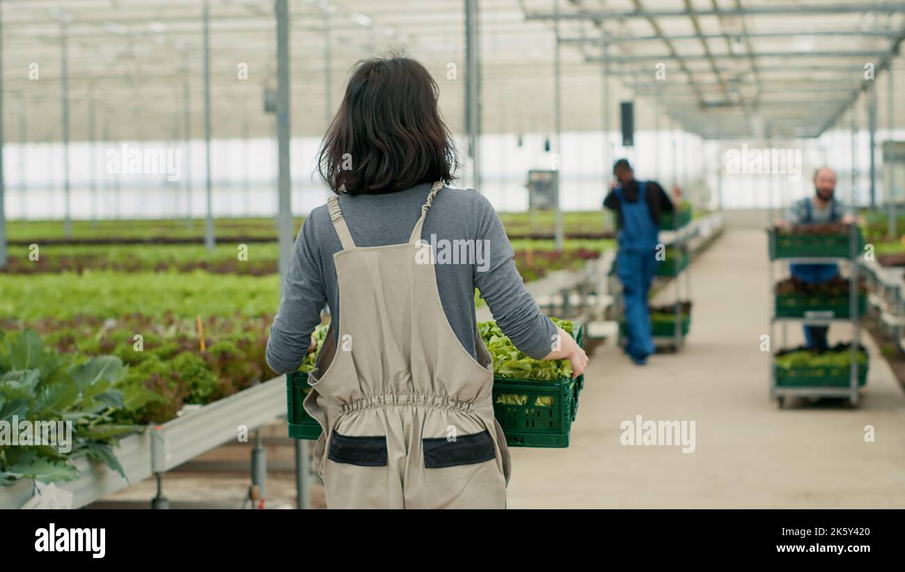 View from the back of caucasian vegetables picker holding crate with ...