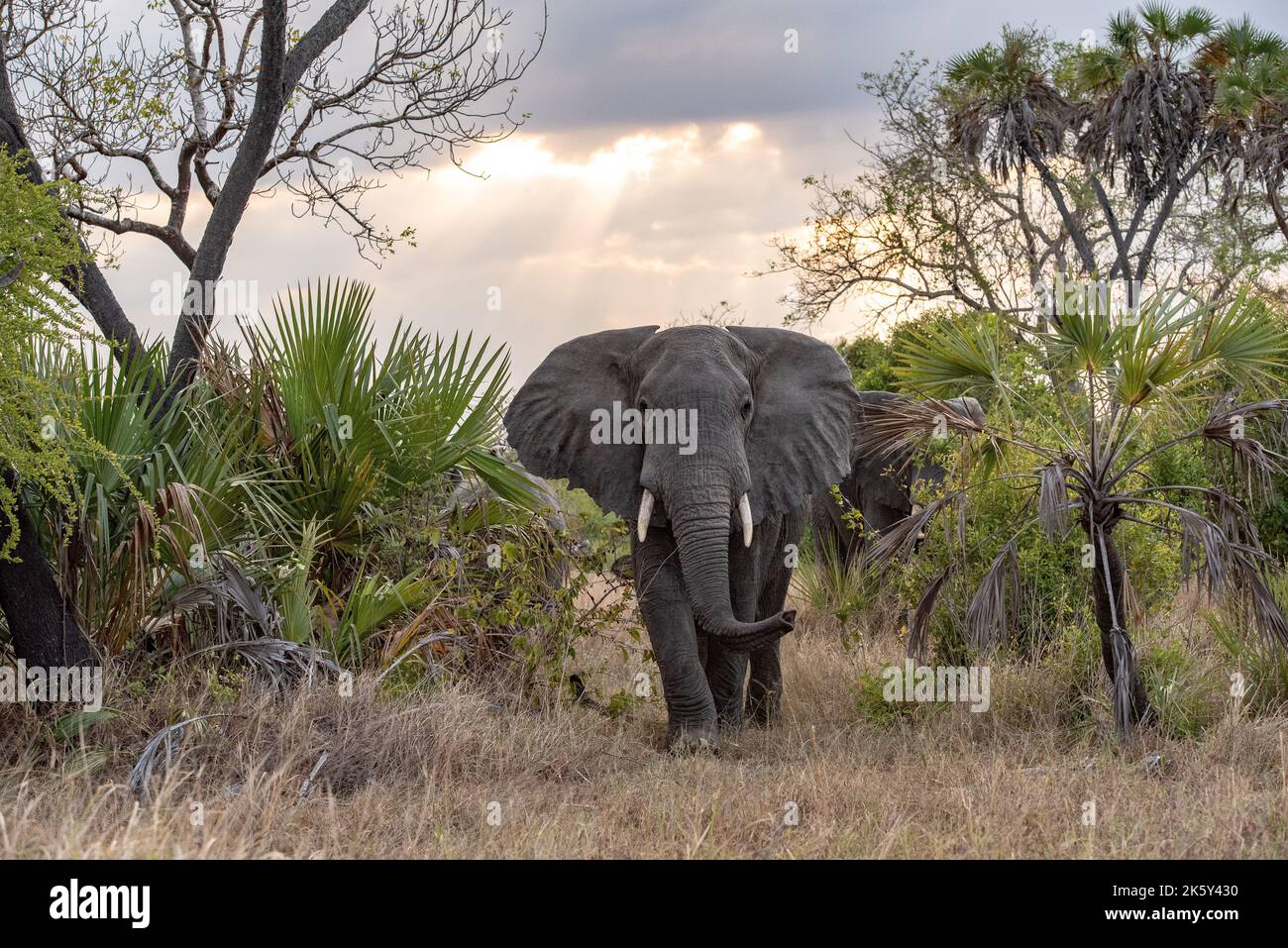 A view of a beautiful elephant walking in a field on a sunny day Stock ...