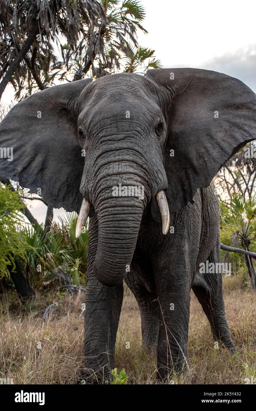 A closeup of a beautiful elephant in a field looking at the camera ...