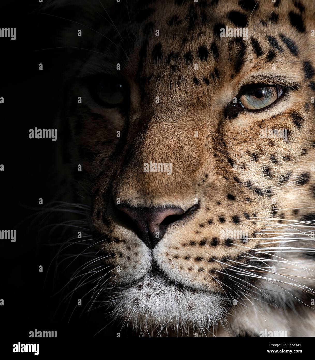 Female Amur leopard (extreme close-up, with black on one side Stock ...