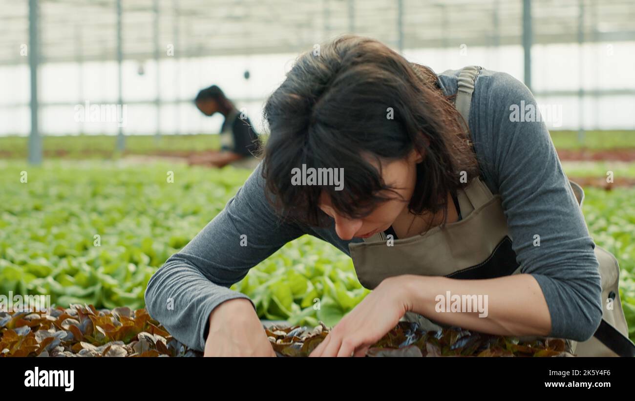 Portrait of caucasian woman inspecting bio crops checking for damaged ...
