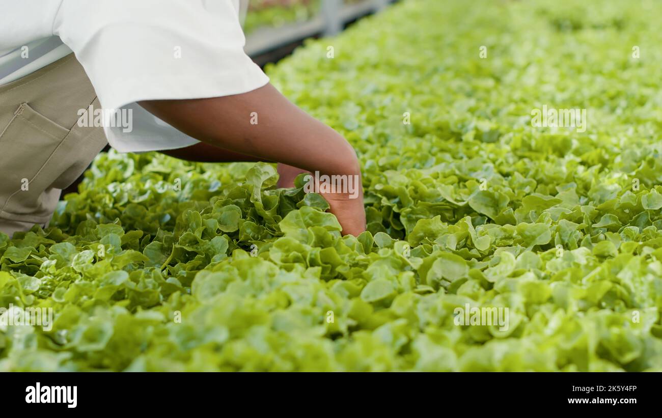 Closeup of african american farm worker hands cultivating organic ...