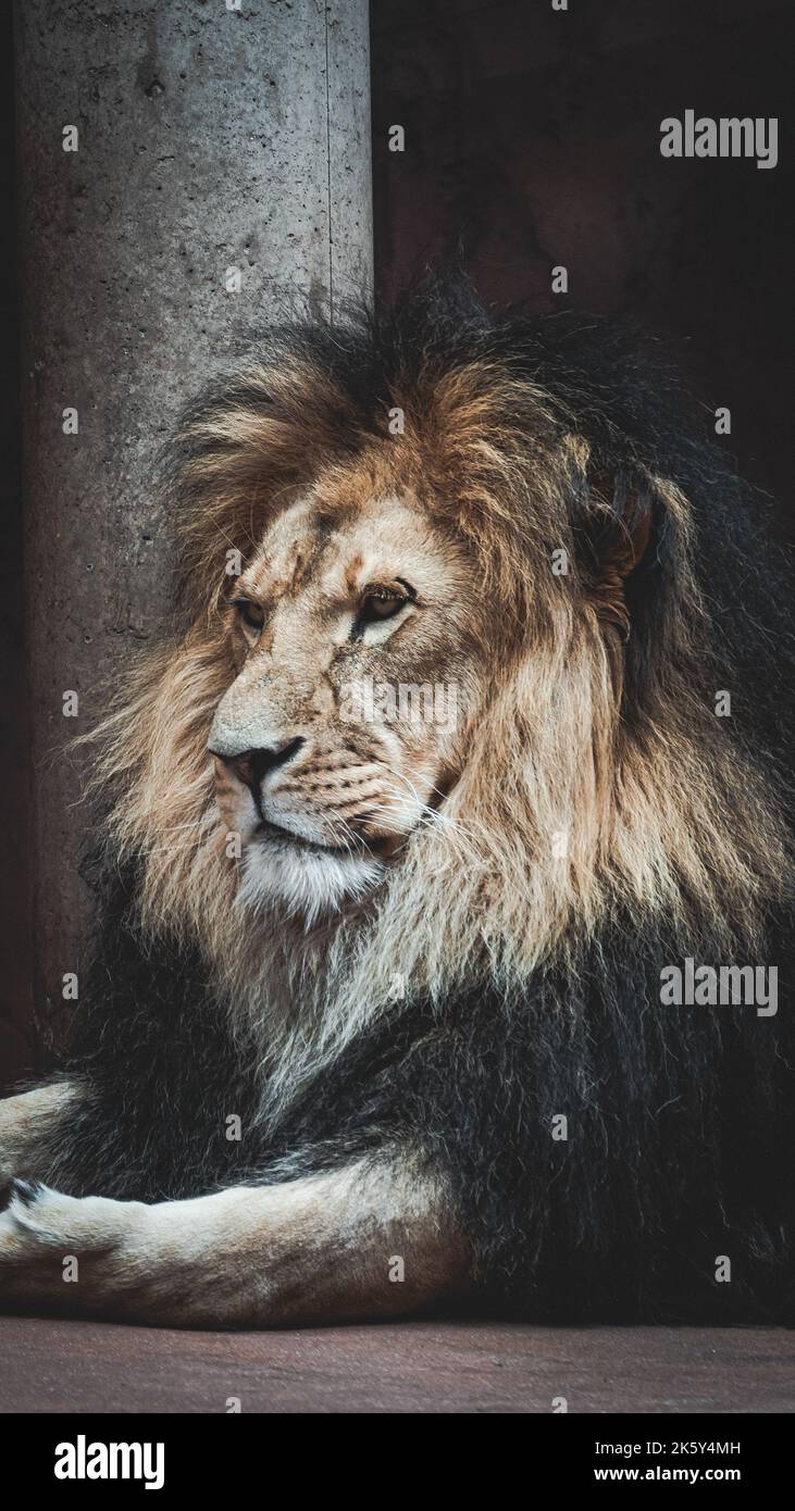 Male Lion Pictures Wallpapers