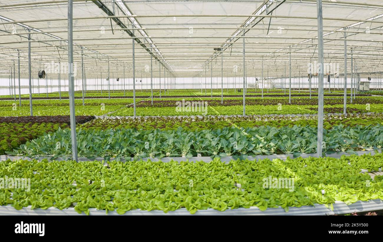 Rows of different types of bio vegetables and organic lettuce grown ...