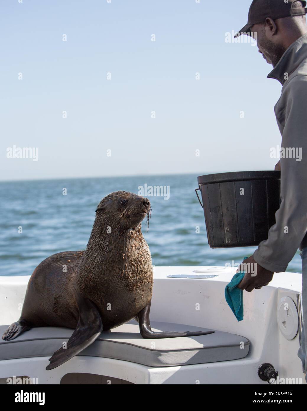 A wild seal jumps onto a tourist boat. The guides feed them for the ...