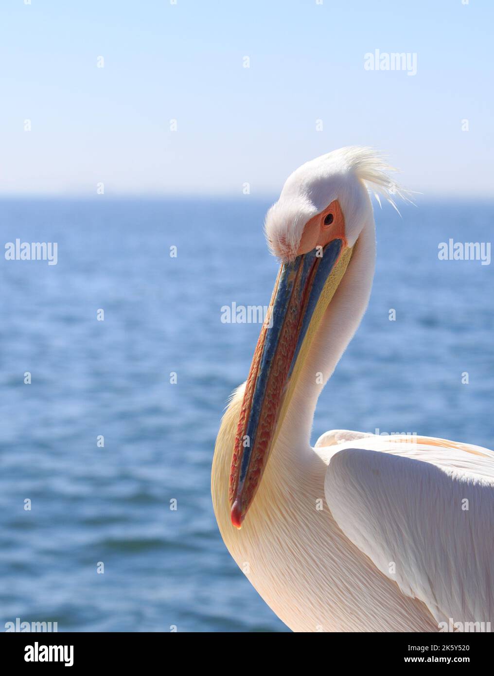 Portrait view of a close up pelican with long orange beak, with a ...