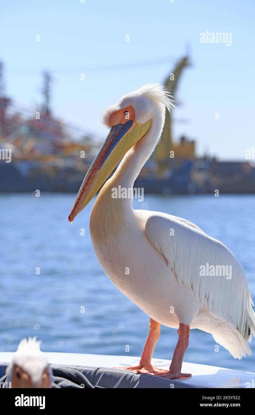 Full frame of a Great White Pelican perched on a boat with an old out ...