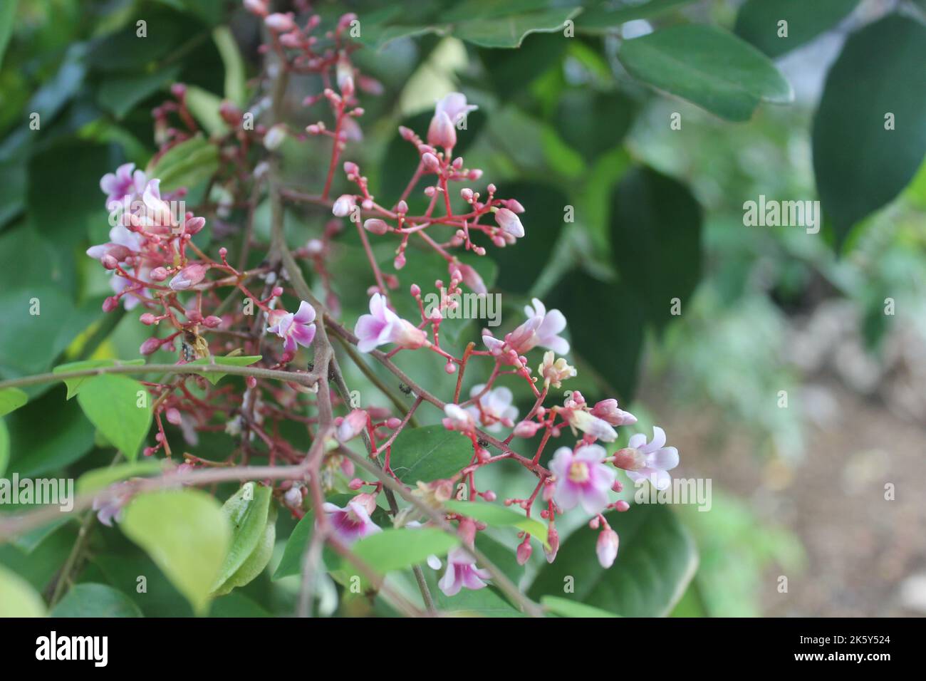 Star Fruit Tree Flowers