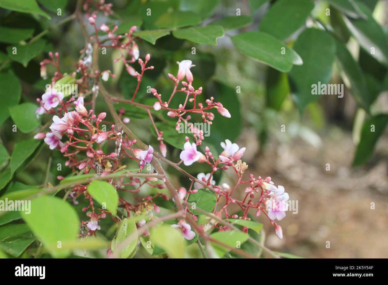 Star fruit tree flower hi-res stock photography and images - Alamy