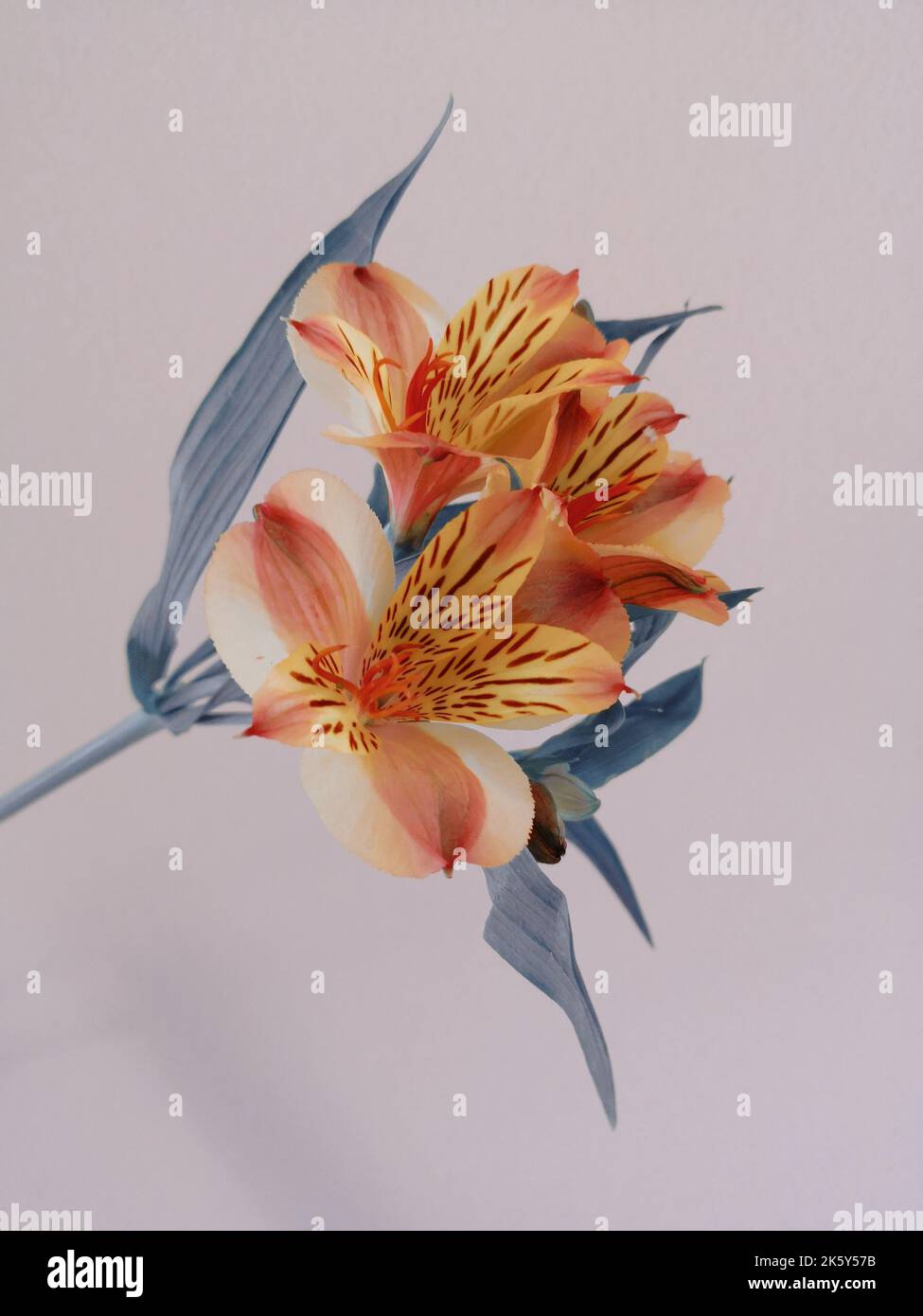 A vertical closeup of orange Lily of the Incas, Alstroemeria flowers ...