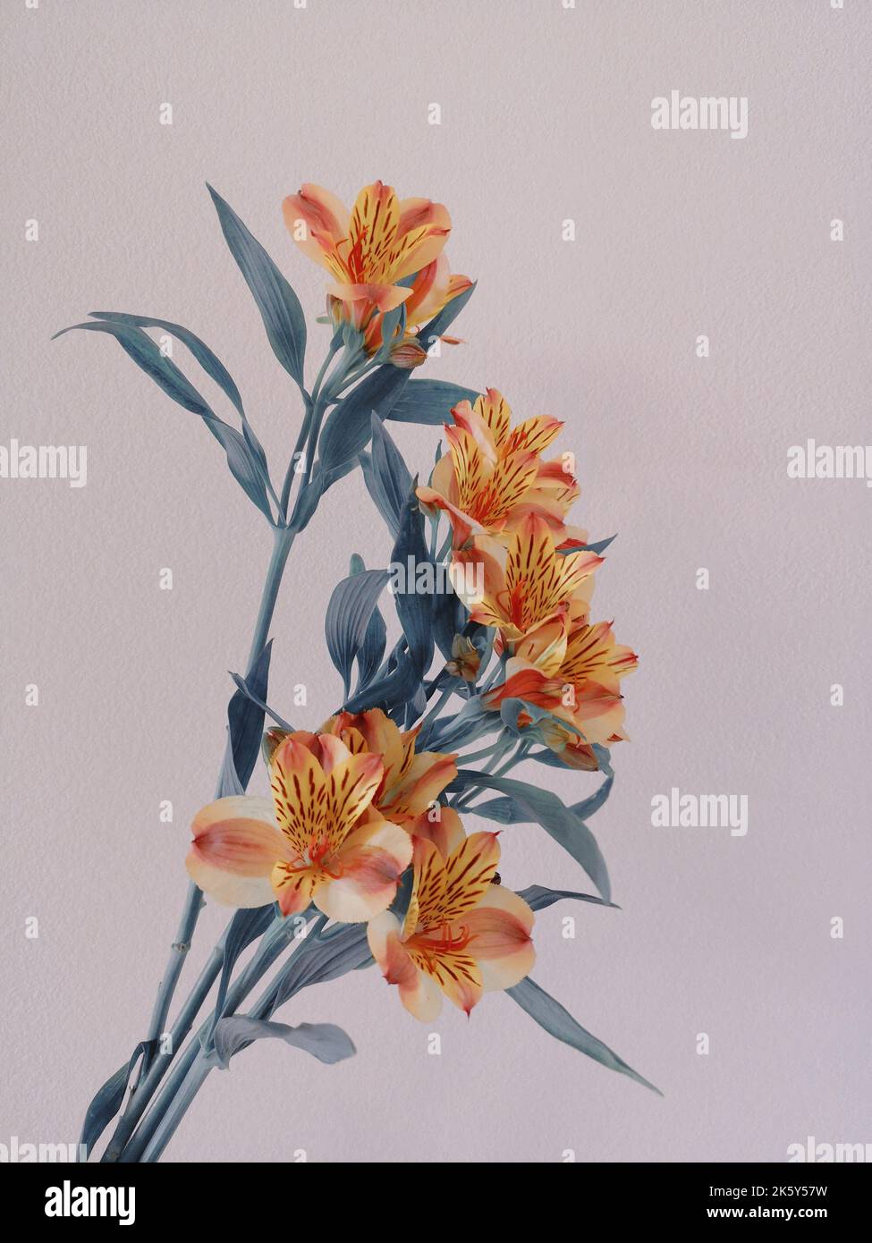 A vertical of orange Lily of the Incas, Alstroemeria flowers against a ...