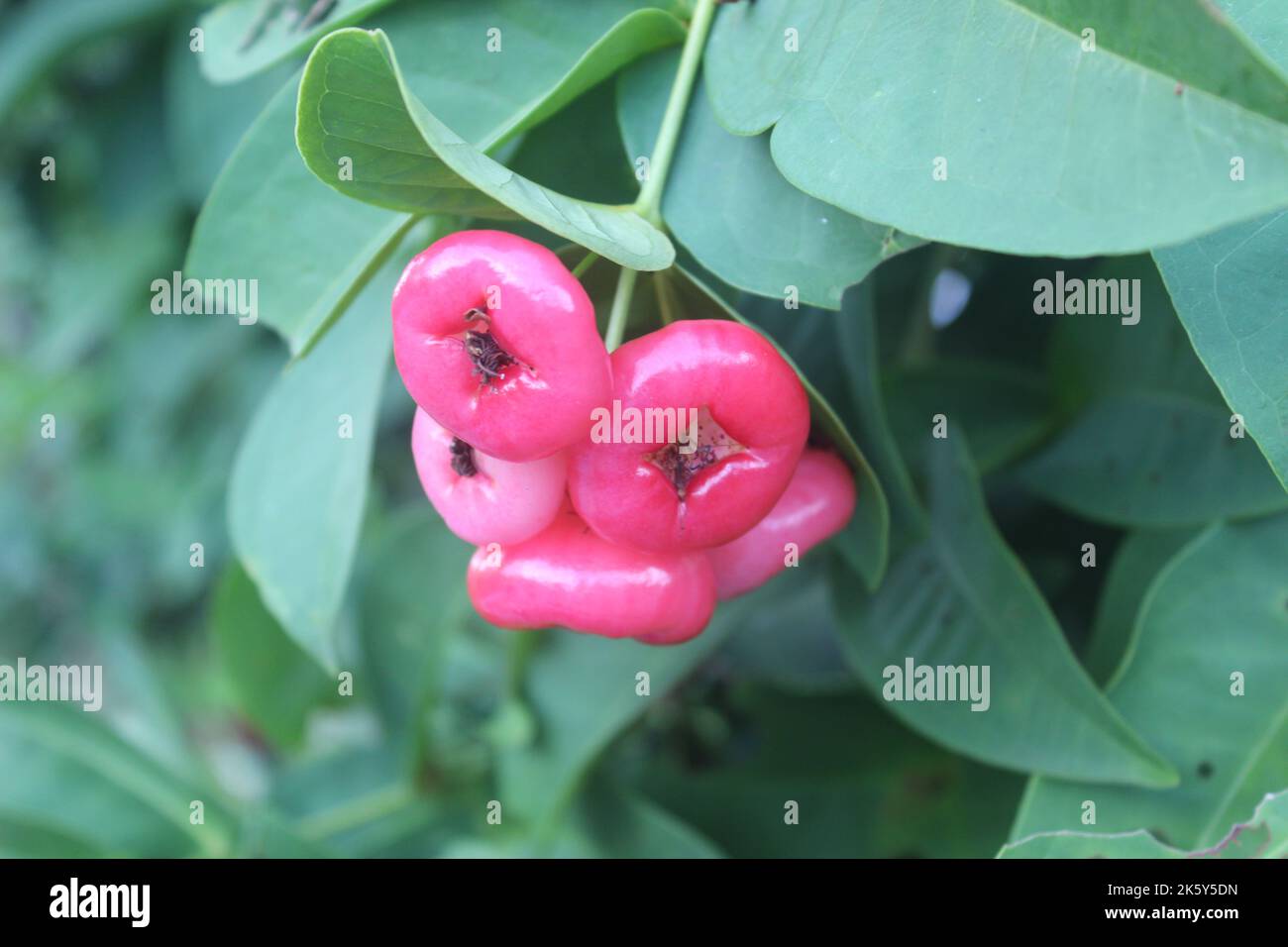 In The Tropical Rainforest Plant Jambu