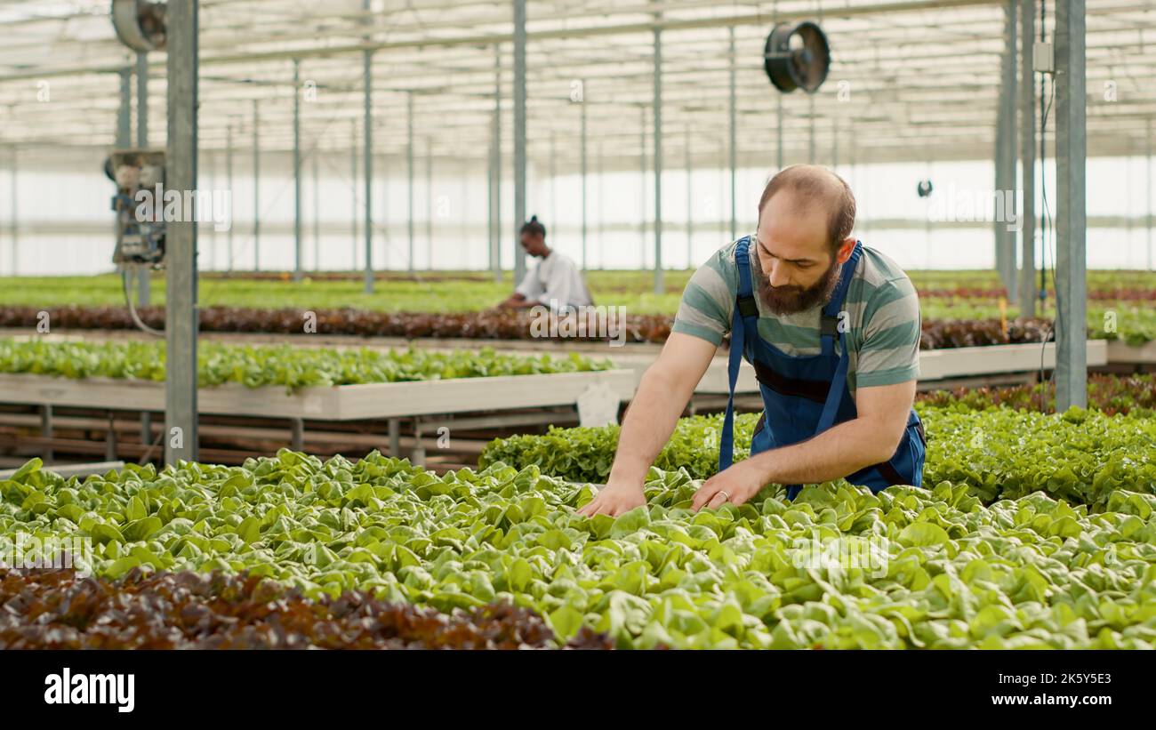 Caucasian greenhouse worker gathering organic green lettuce loading ...