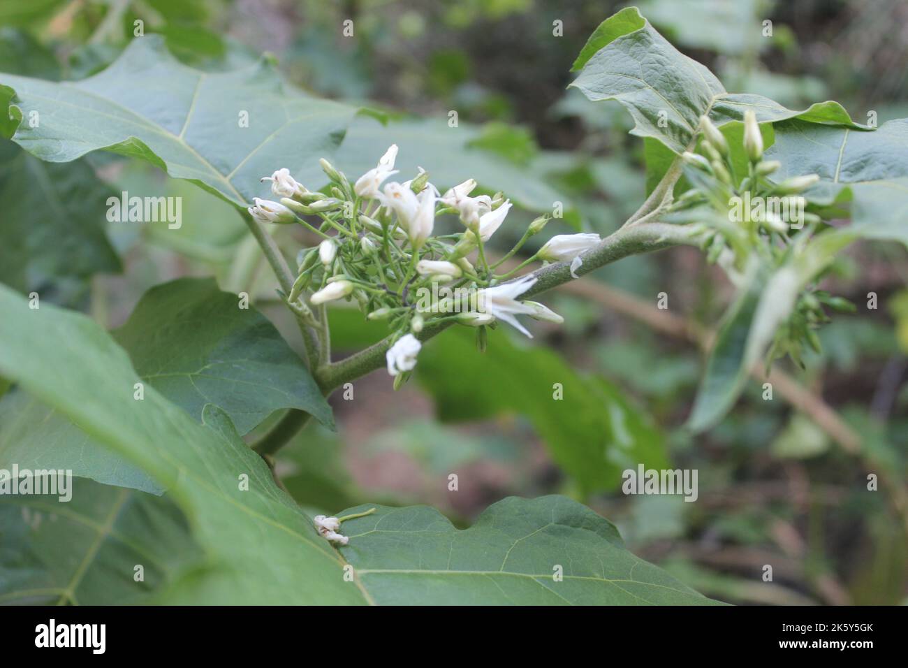 Close up of beautiful rimbang fruit blossoms with blurred background in ...