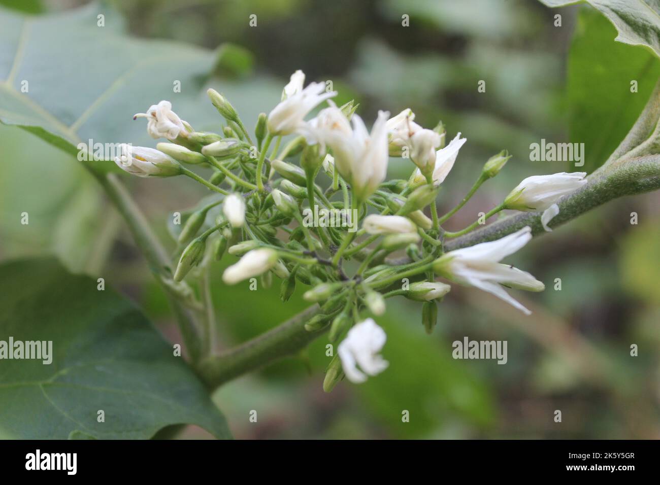 Close up of beautiful rimbang fruit blossoms with blurred background in ...