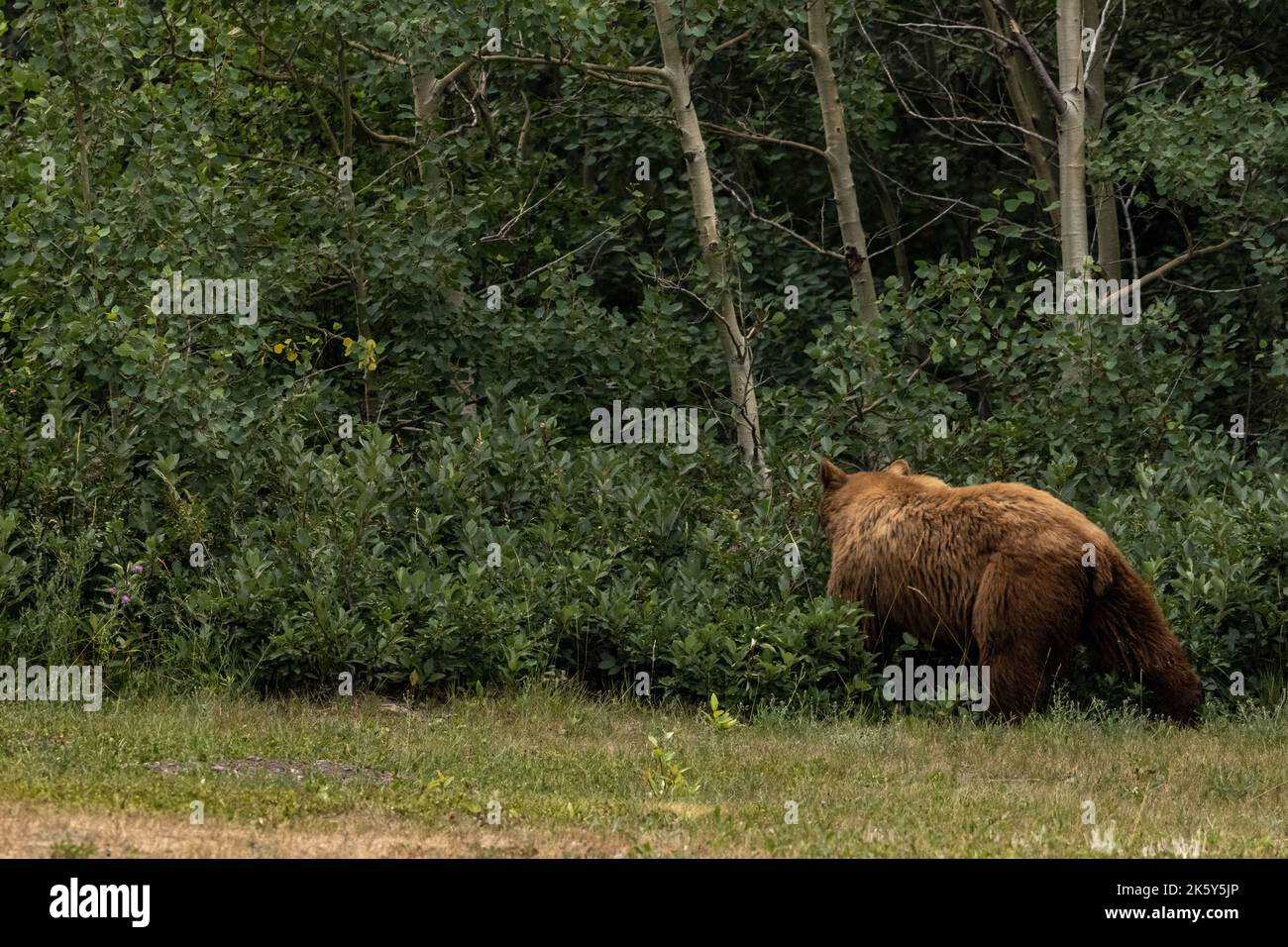 Cinnamon Black Bear Heads Back Into The Thick Woods in Glacier National ...