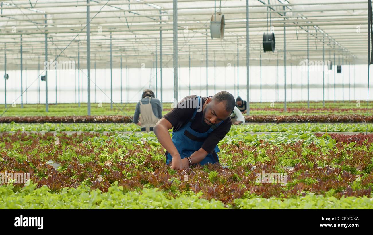 African american man lettuce picker working in greenhouse inspecting ...