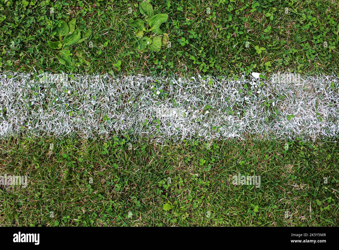 Top view of the white Line marking on the natural green grass soccer ...