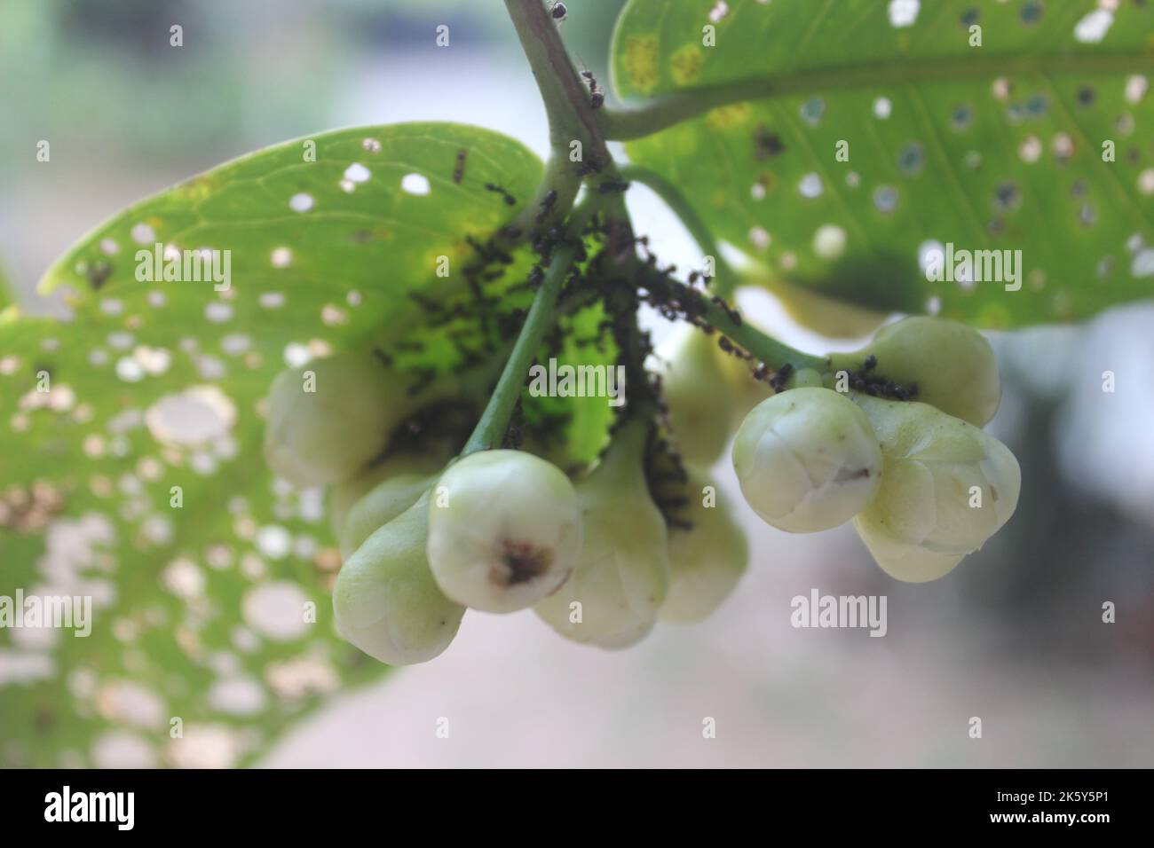 Water guava tree hi-res stock photography and images - Alamy