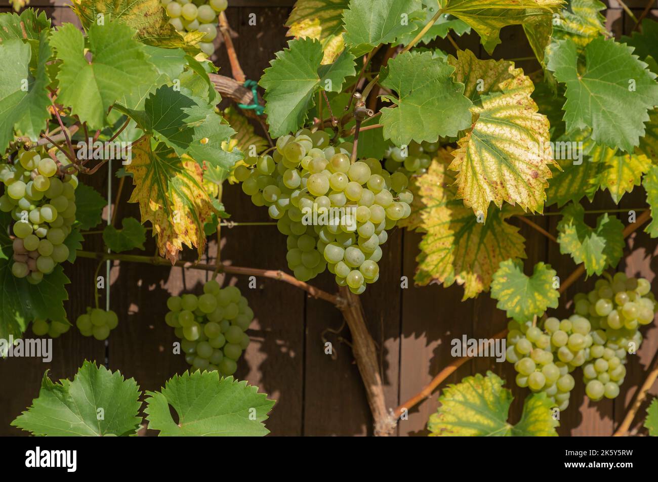 Bunches of white Concord grapes growing in a English garden Stock Photo ...