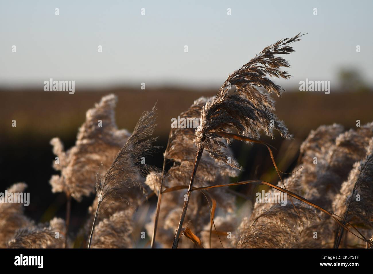 A scenic shot of common reed plants in the field in the daylight ...
