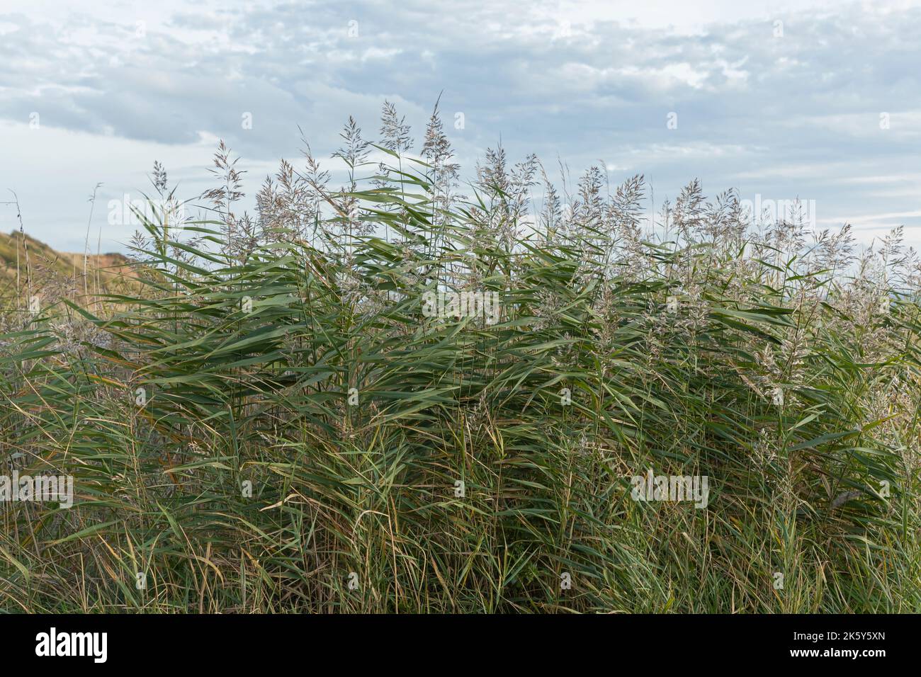 Tall grasses growing on the beach against a moody grey sky Stock Photo ...