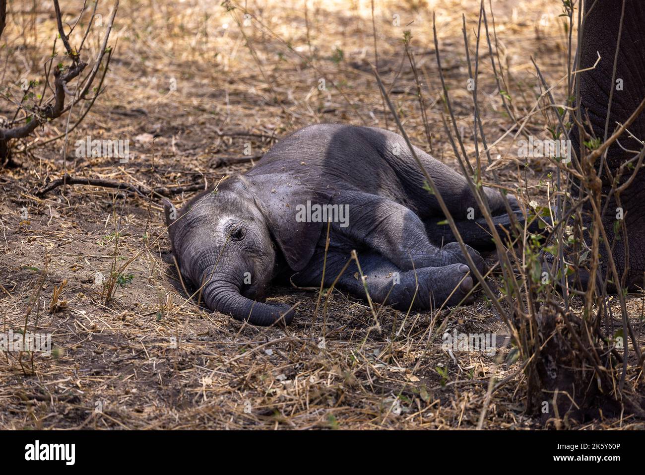 A calf elephant lying under the shade of a tree in the Tanzania Safari ...